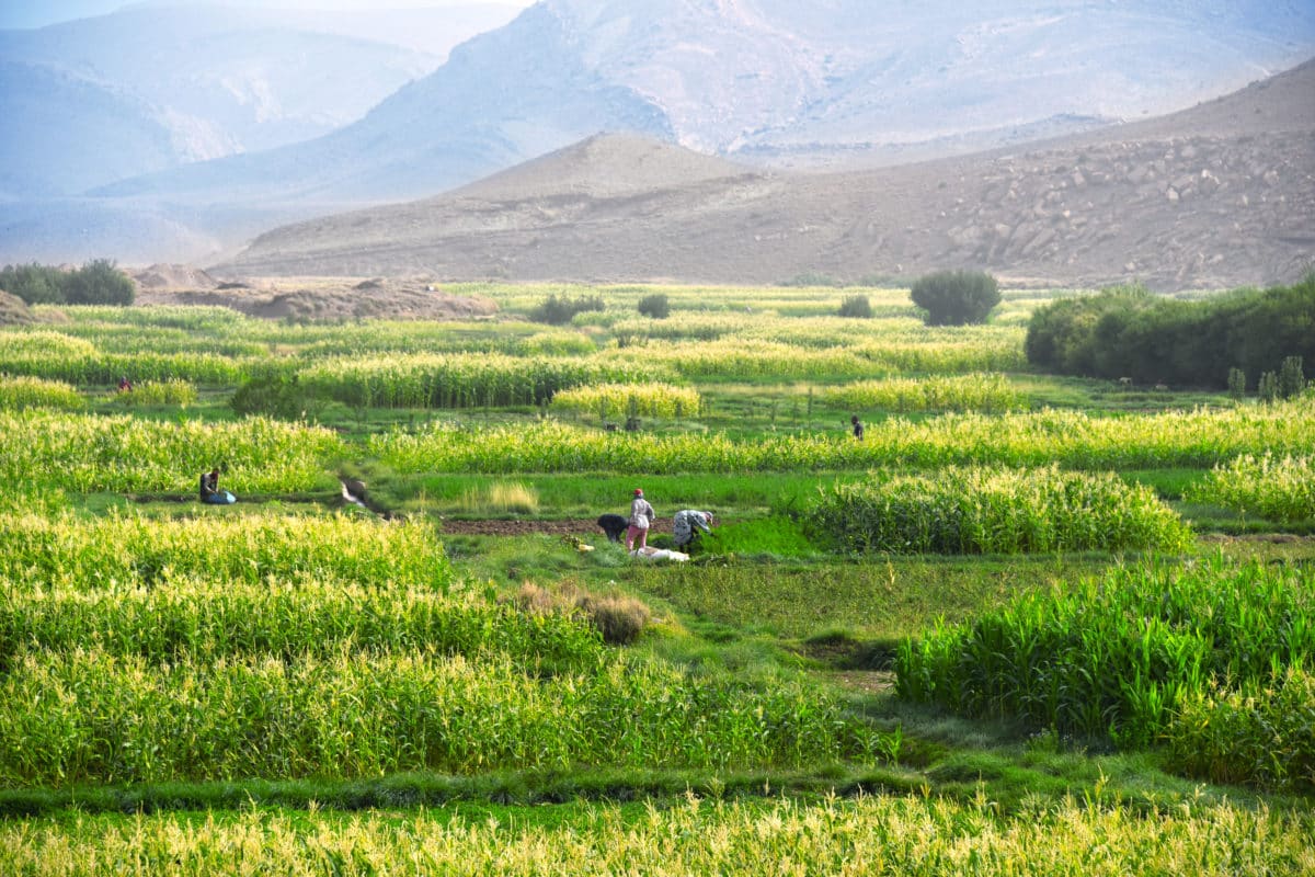 Self-sufficient,Labor-intensive,Farming,In,Morocco.,Traditional ...