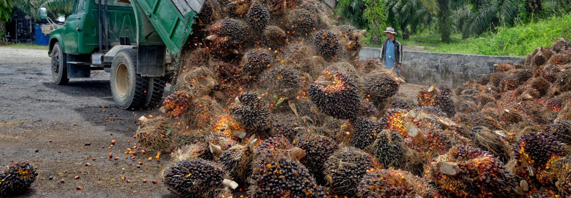 supply-deforestation-palm-oil | 2050Today